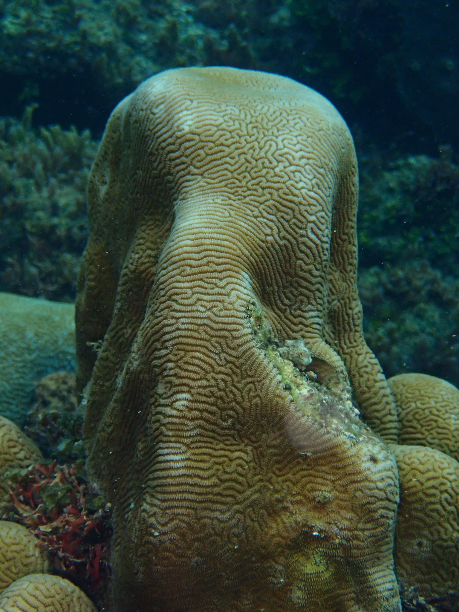 Leptoria phrygia (Ellis & Solander, 1786)