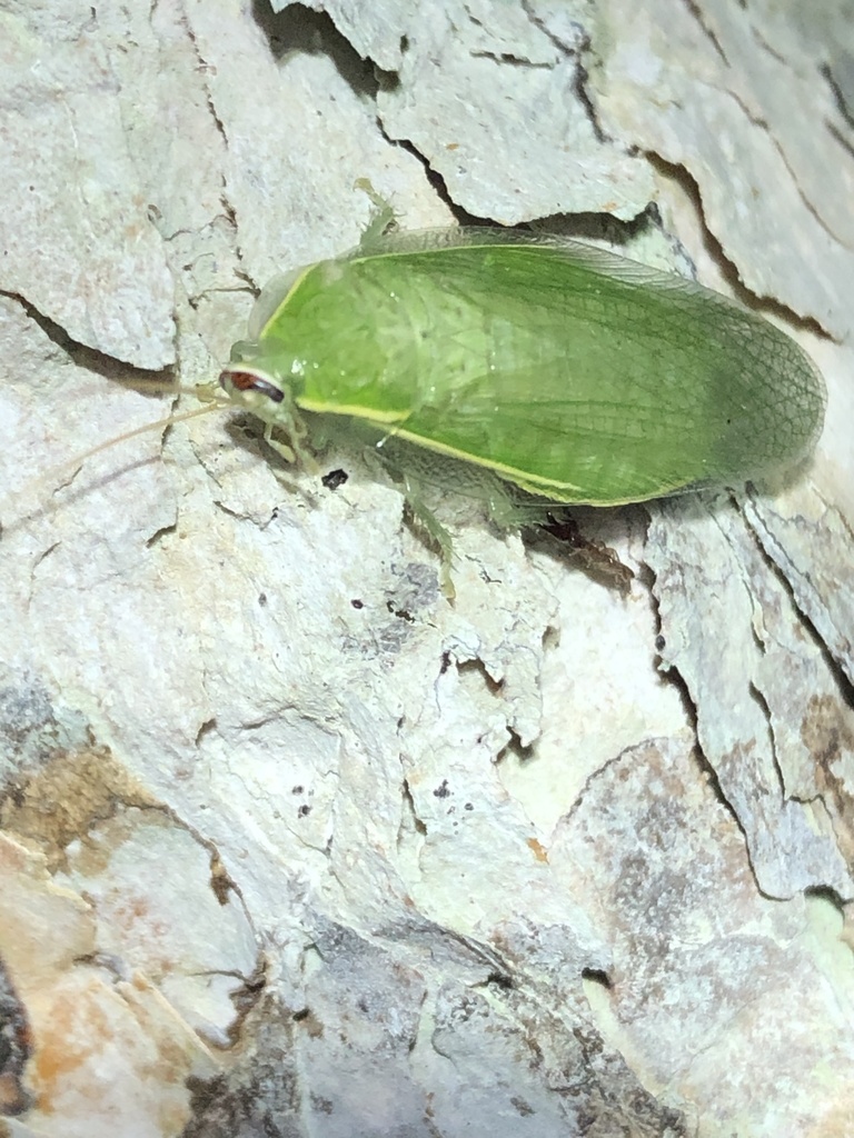 Panchlora from T9, Madre de Dios, PE on November 12, 2019 at 04:04 PM ...