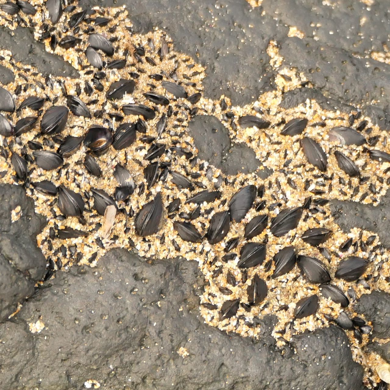 Xenostrobus pulex (Lamarck, 1819)