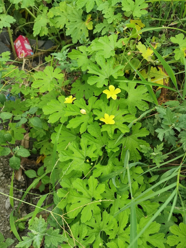 Bitter Melon from 中国重庆市 on August 22, 2021 at 02:30 PM by amicius ...