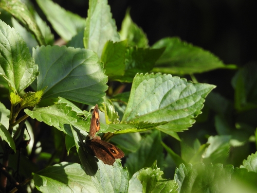 red-disc bushbrown (Mycalesis oculus) · iNaturalist