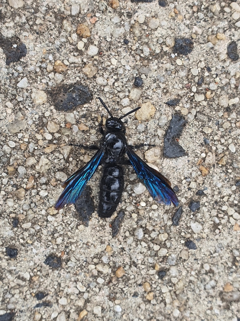 Blue Flower Wasp in March 2022 by Garry French · iNaturalist