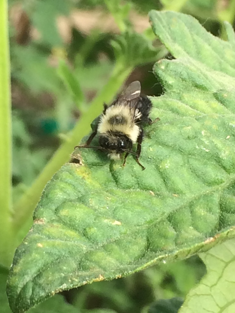 Common Eastern Bumble Bee from Pocatello, ID, US on June 30, 2016 at 10 ...
