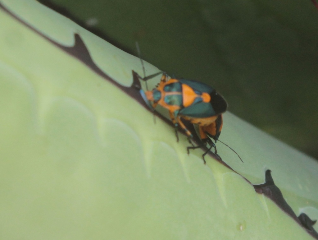 Florida Predatory Stink Bug from Soledad de Graciano Sánchez, S.L.P ...