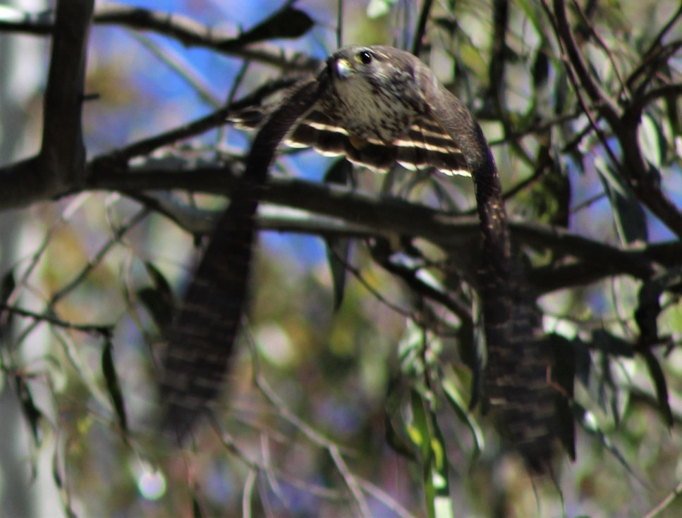 Merlin from Scripps Ranch, San Diego, CA, USA on March 17, 2022 at 10: ...