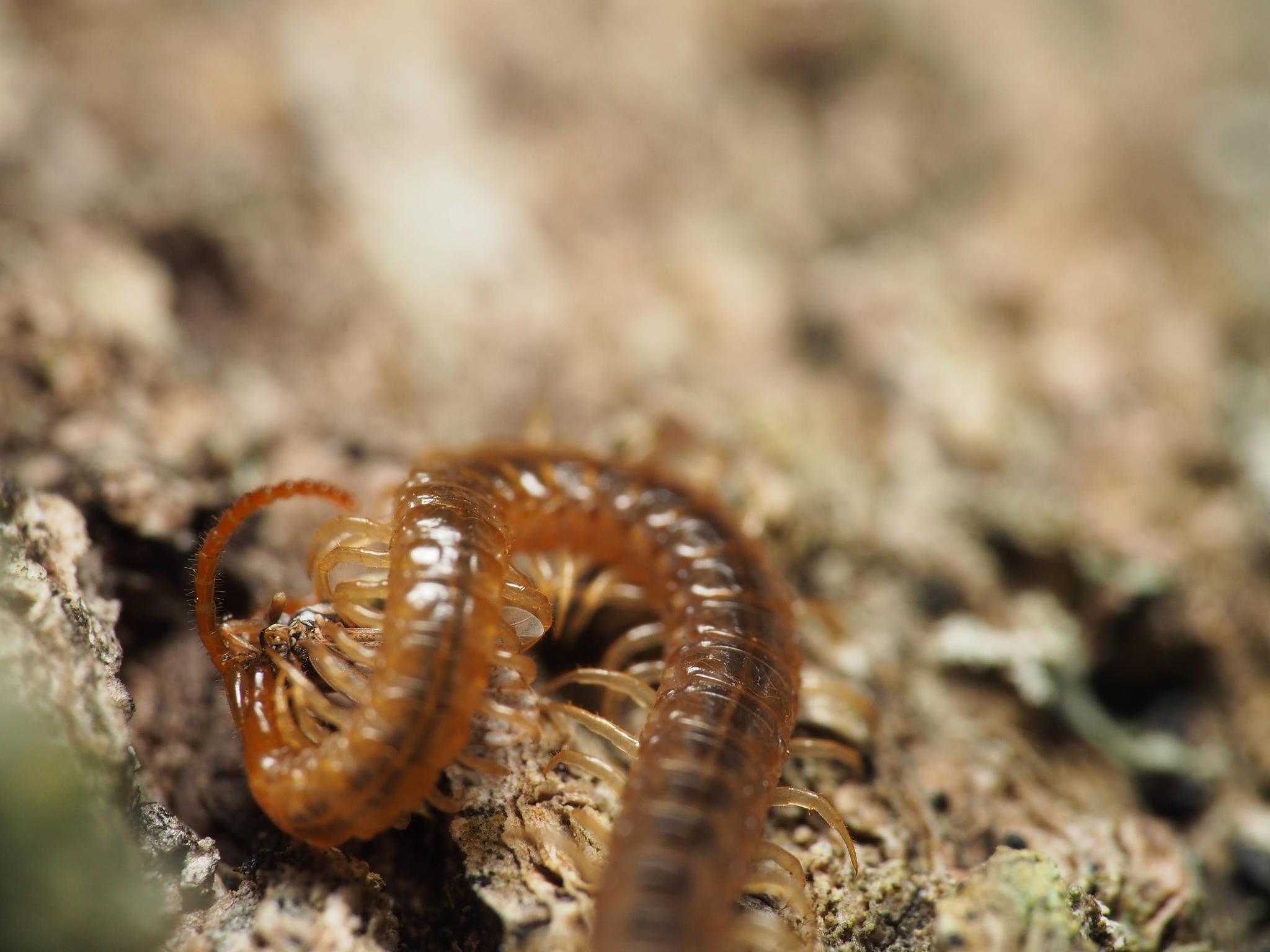 Geophilus vittatus Rafinesque, 1820