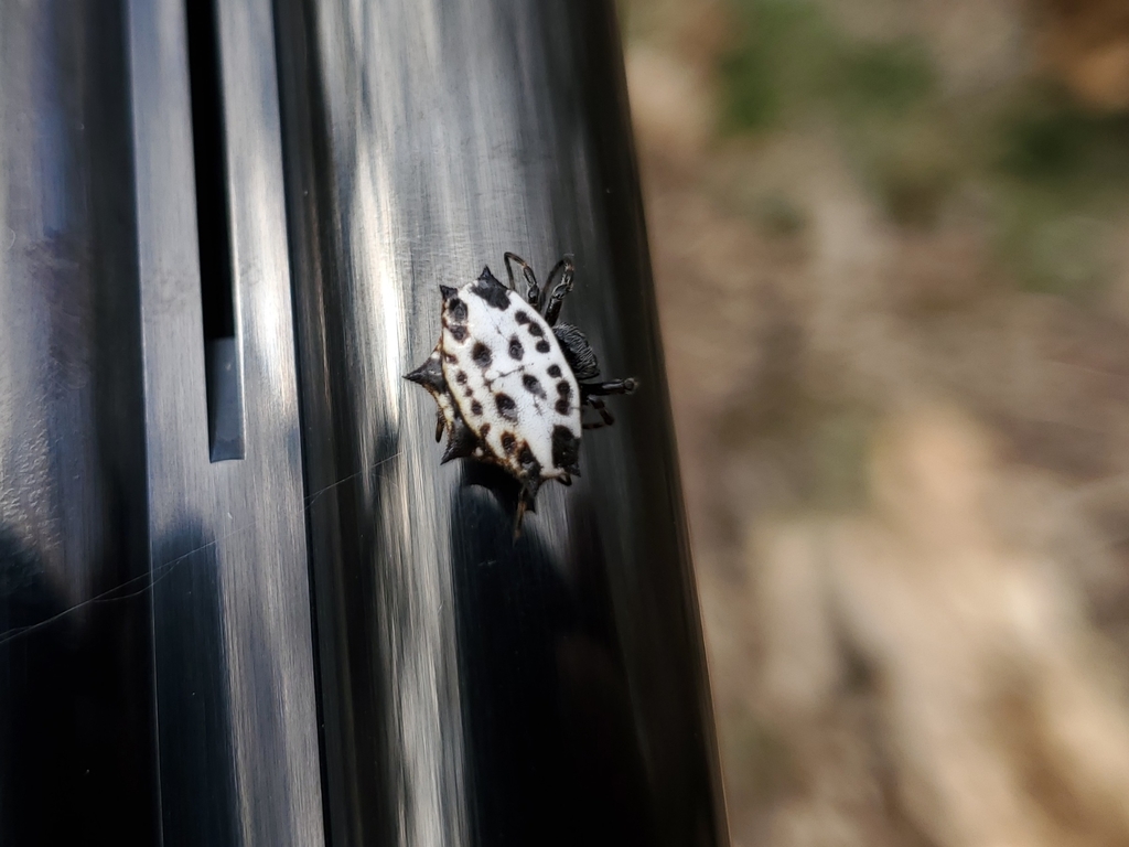 Spinybacked Orbweaver from Granger, TX 76530, USA on January 19, 2022 ...