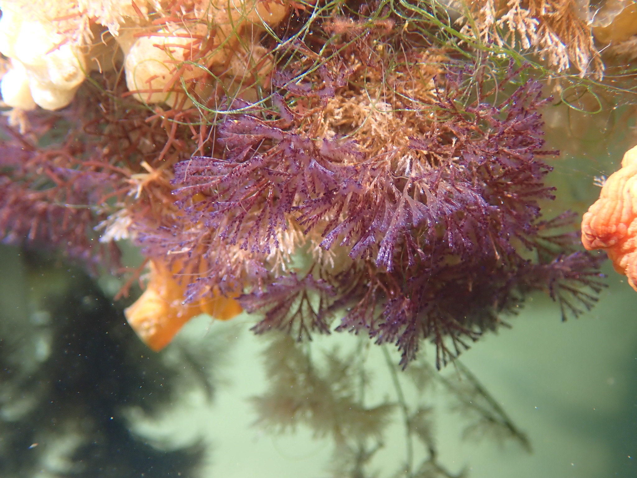 Bugula neritina (Linnaeus, 1758)