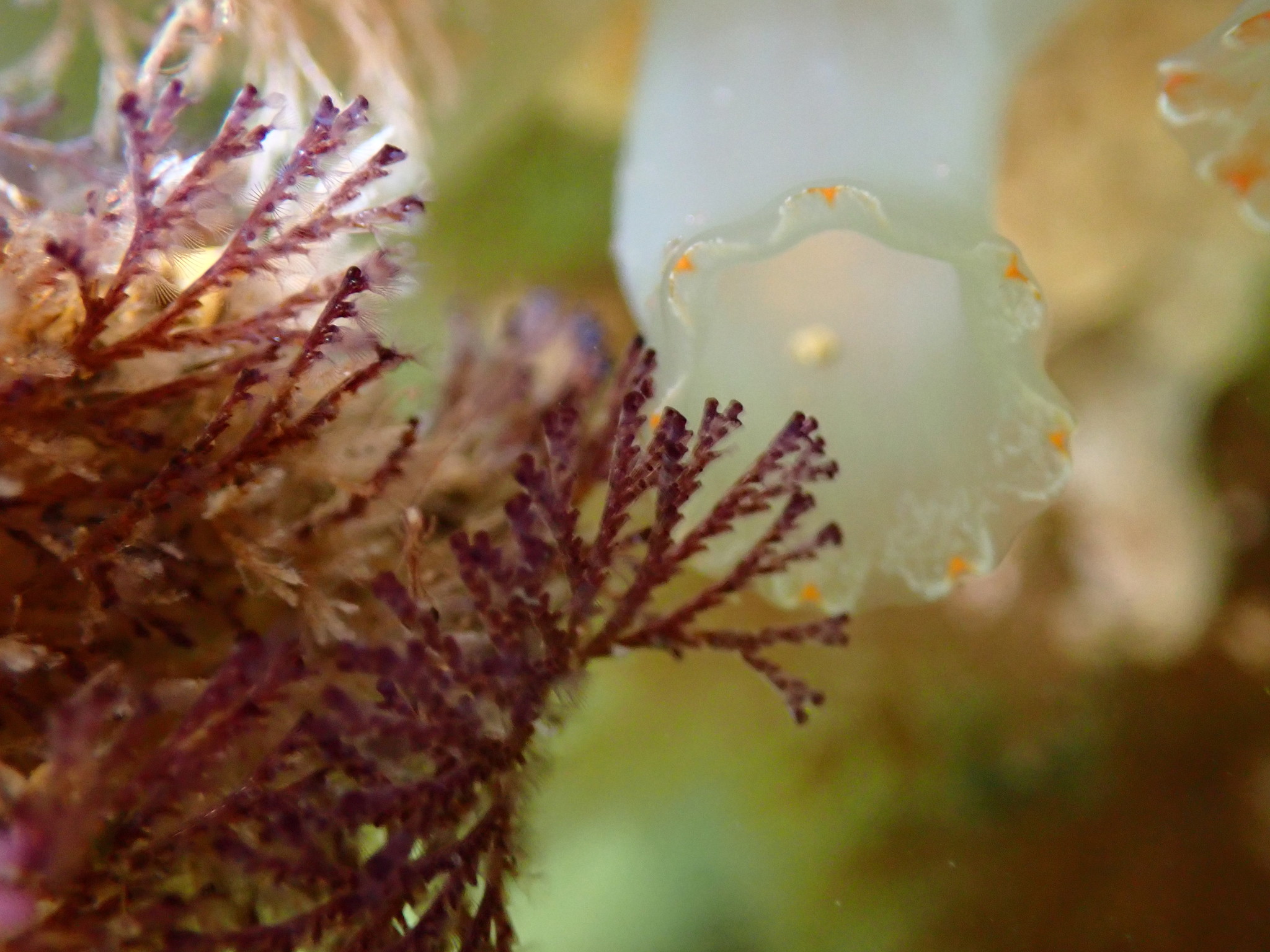 Bugula neritina (Linnaeus, 1758)