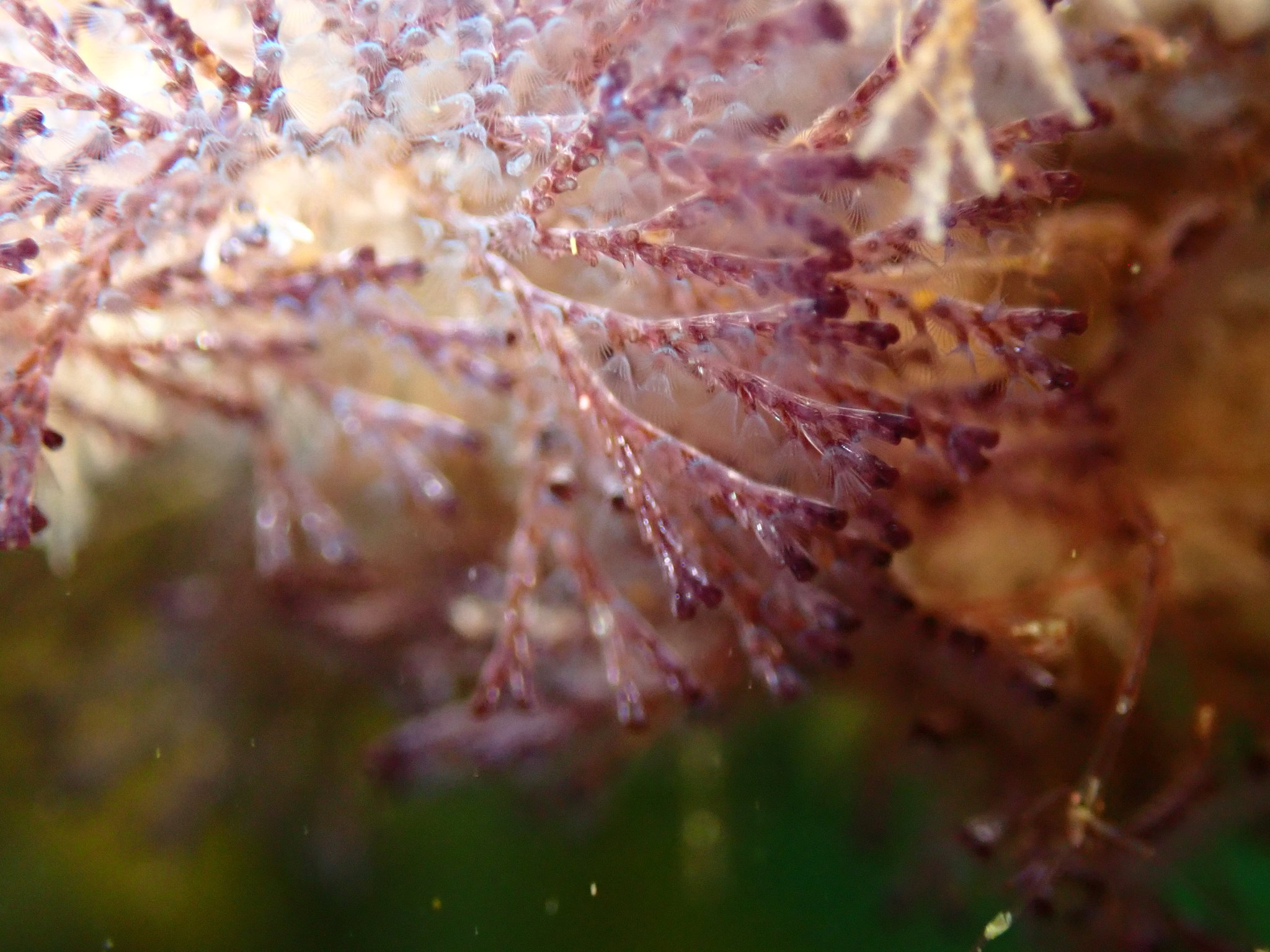 Bugula neritina (Linnaeus, 1758)