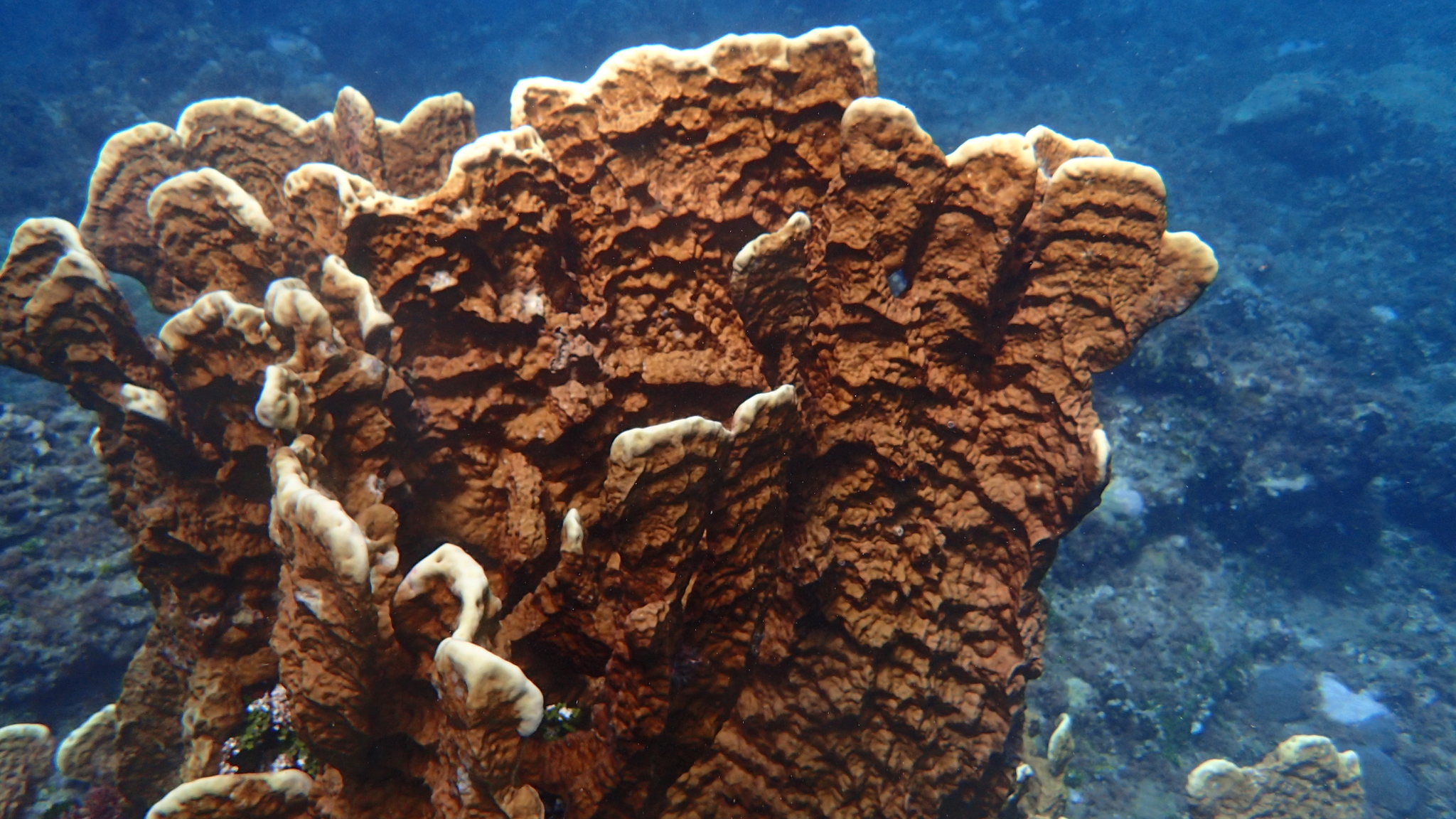 Millepora platyphylla Hemprich & Ehrenberg, 1834