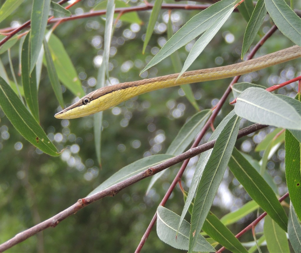 Oxybelis microphthalmus in July 2015 by naturegirlkh · iNaturalist