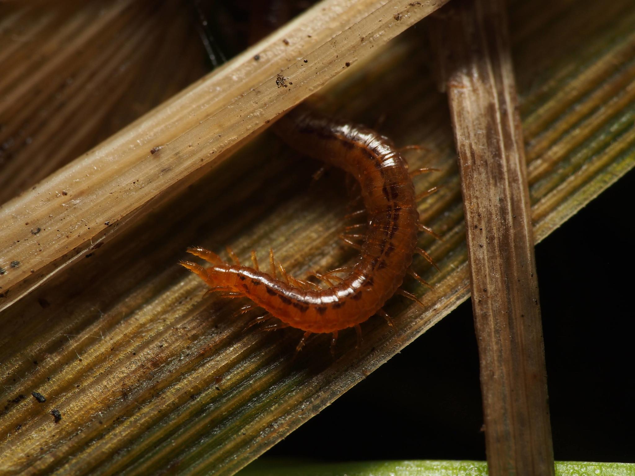Geophilus vittatus Rafinesque, 1820