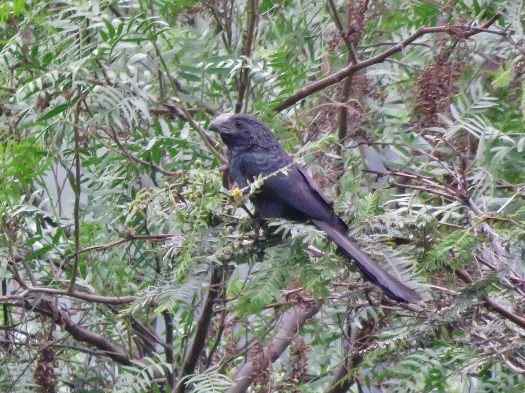 Groove-billed Ani from Huarochiri, PE-LR, PE on April 08, 2018 at 03:15 ...