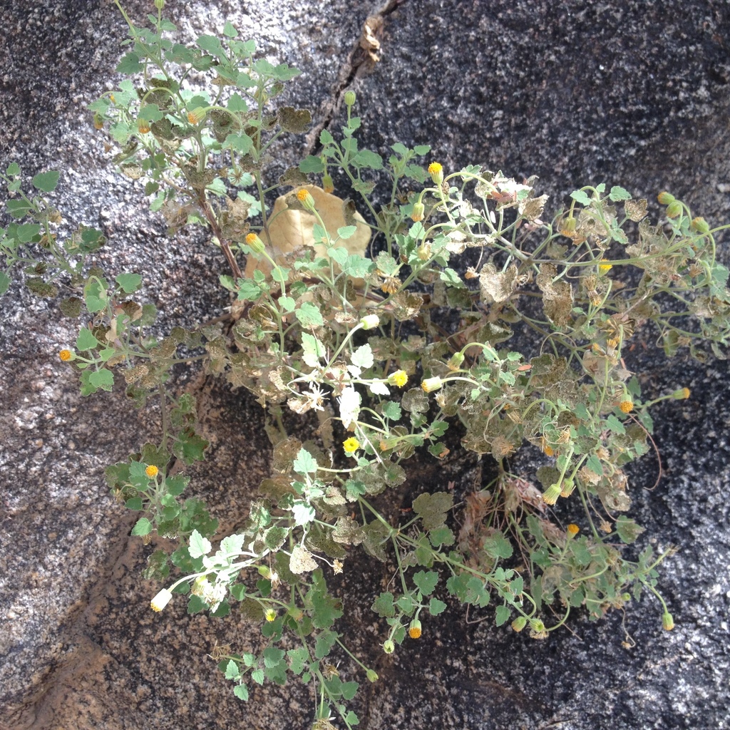 Perityle reinana from Aconchi, Son., México on May 20, 2018 at 09:42 AM ...