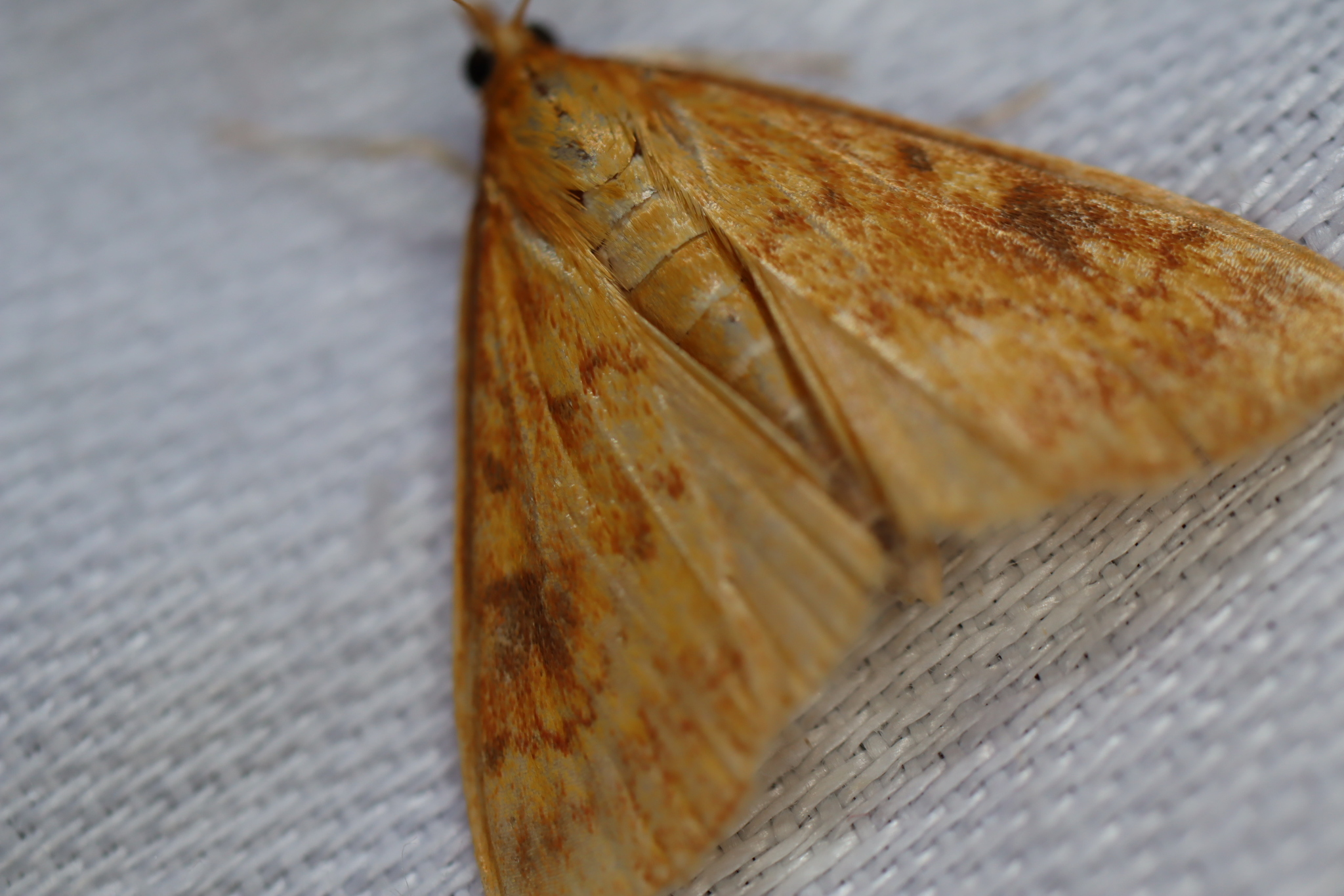 Ostrinia furnacalis (Guenée, 1854)