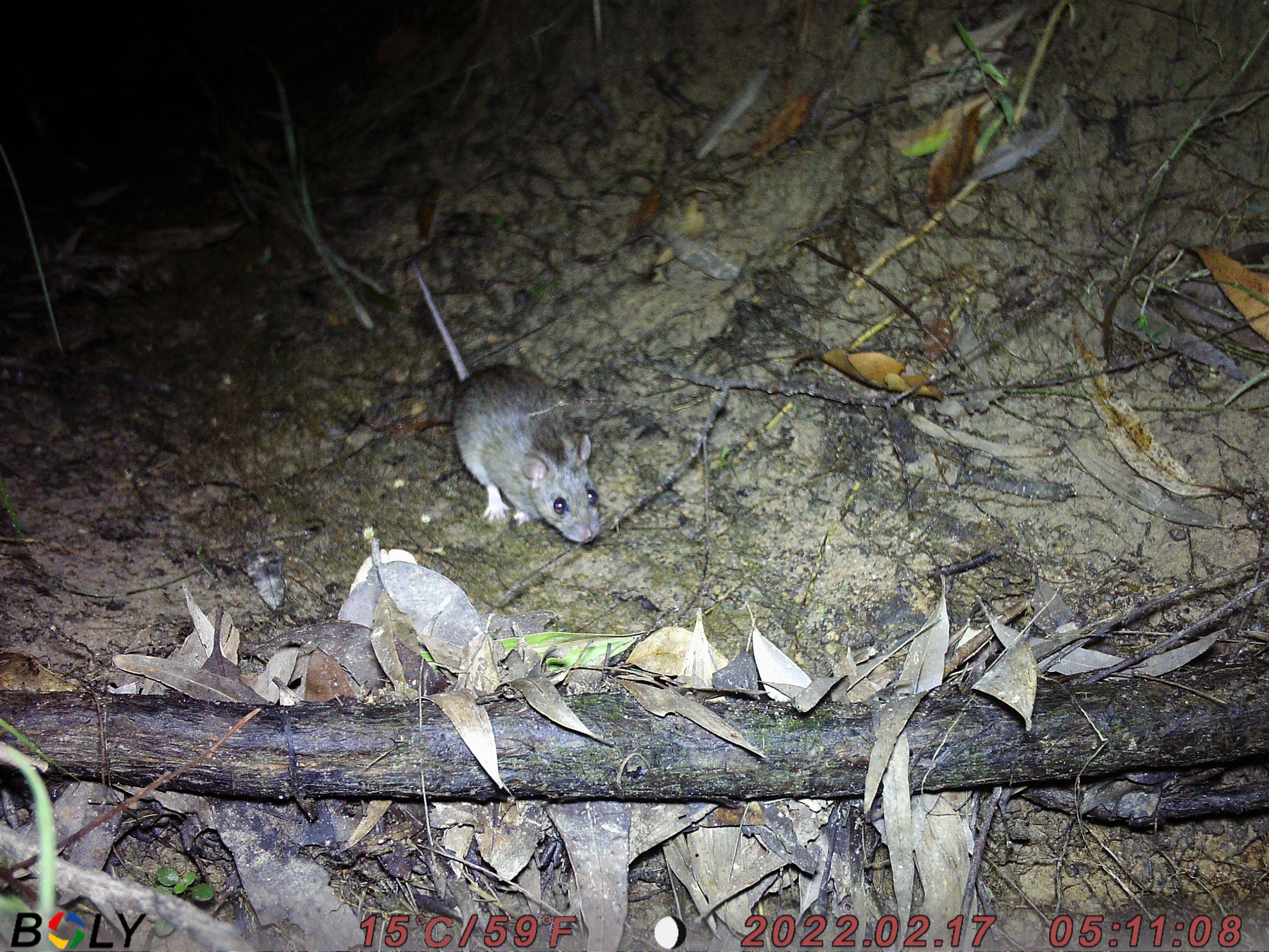 Rattus tunneyi (Thomas, 1904)