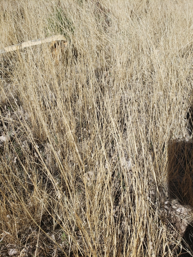 Sand Ricegrass from El Paso, TX, USA on March 15, 2022 at 11:22 AM by ...