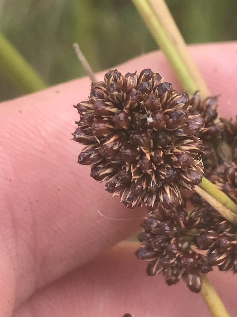 Juncus phaeanthus from Bimberi Wilderness, Cotter River, ACT, AU on ...