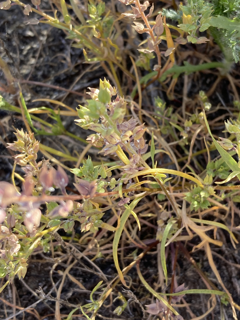 net pepper grass from Byron Hwy, Discovery Bay, CA, US on March 17 ...