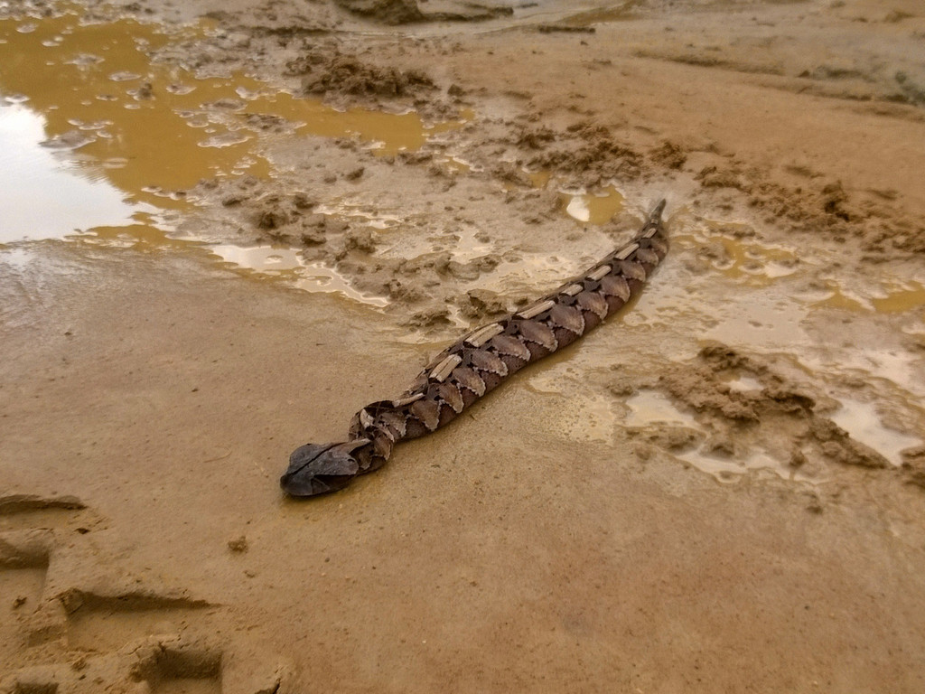 Gaboon Viper from 加蓬班基區 on December 24, 2014 at 03:44 PM by flint_jack ...