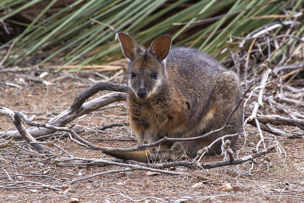 Typical Wallabies (Notamacropus) - Know Your Mammals
