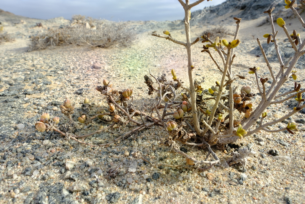 Juttadinteria deserticola from l2 on March 6, 2022 at 08:59 AM by Nick ...