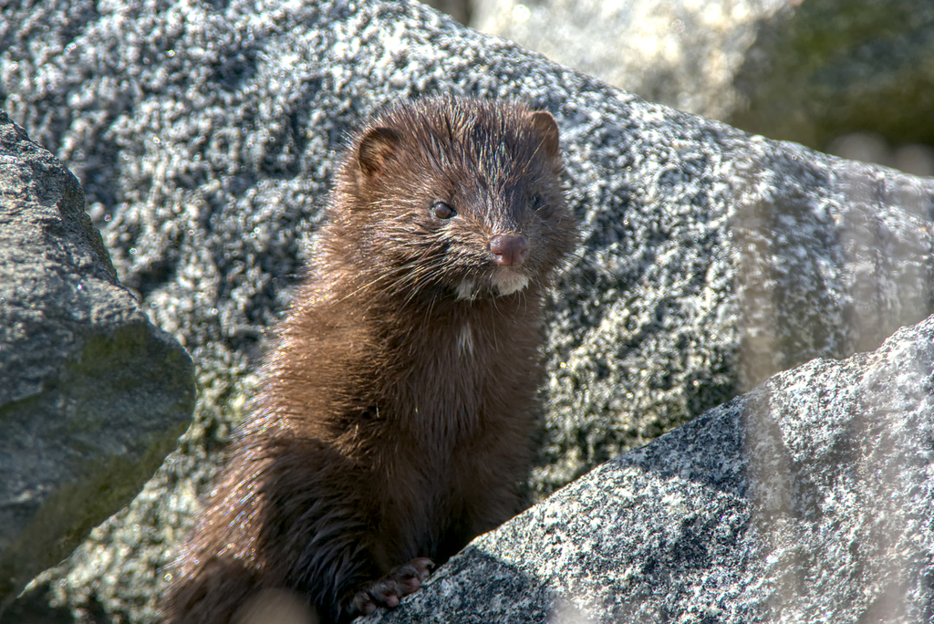Common Mink (Neogale vison mink) - Know Your Mammals