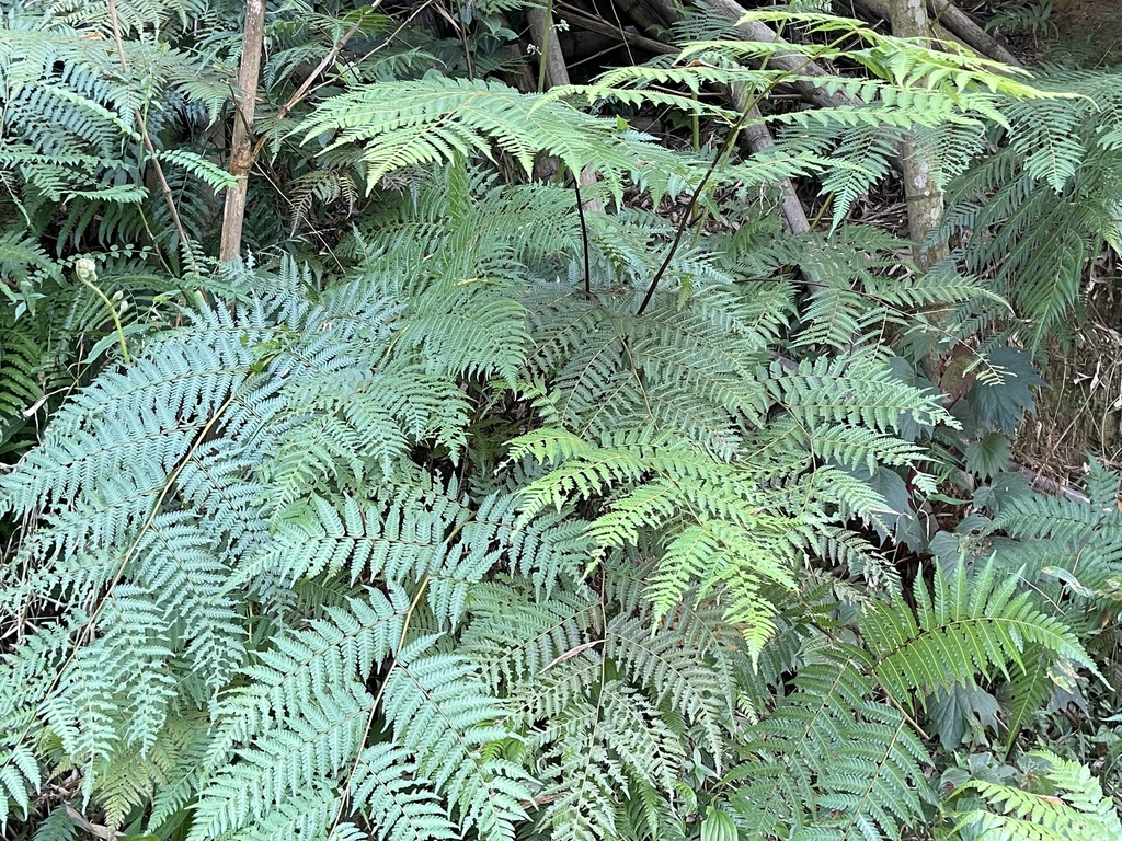 Spiny Tree Fern (Alsophila spinulosa) - Botanical Realm