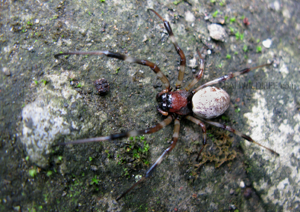 Asian Hermit Spider from Gianyar Regency, Bali, Indonesia on March 18 ...
