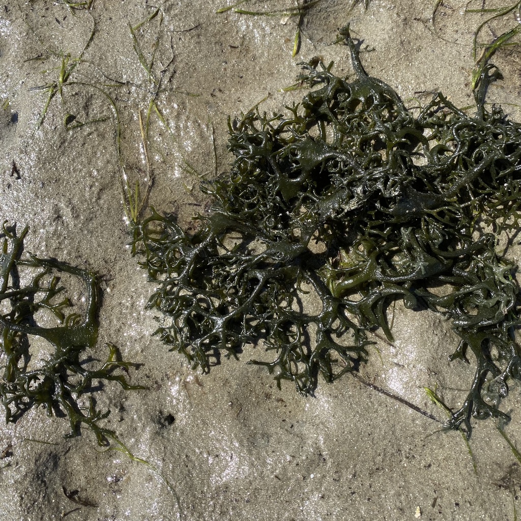 Codium tenue from Thesen's Island, Knysna, WC, ZA on March 18, 2022 at ...