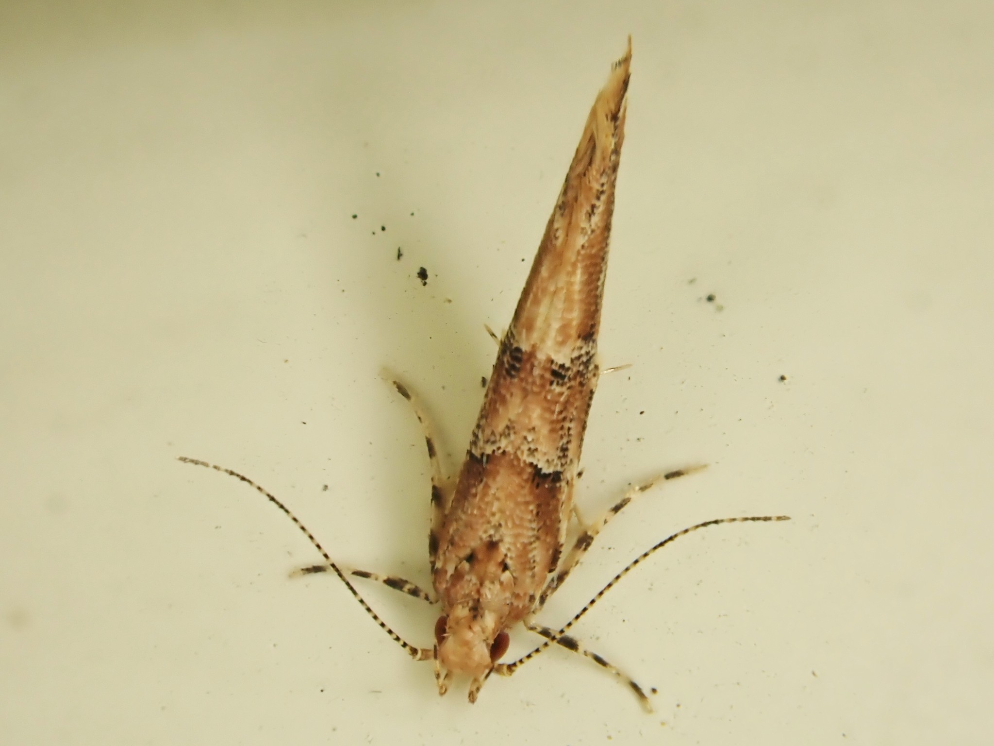 Pyroderces aellotricha (Meyrick, 1889)