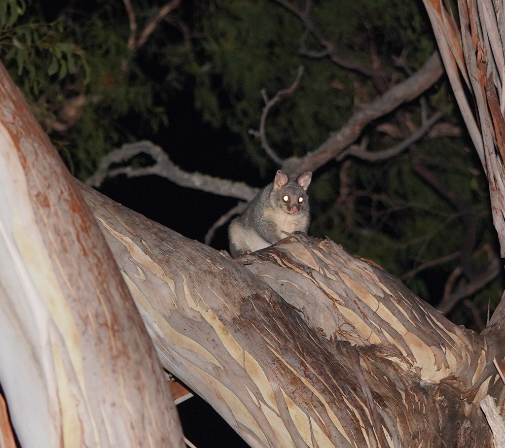 Common Brushtail Possum from Delegate River, Bendoc VIC AU on March 15 ...
