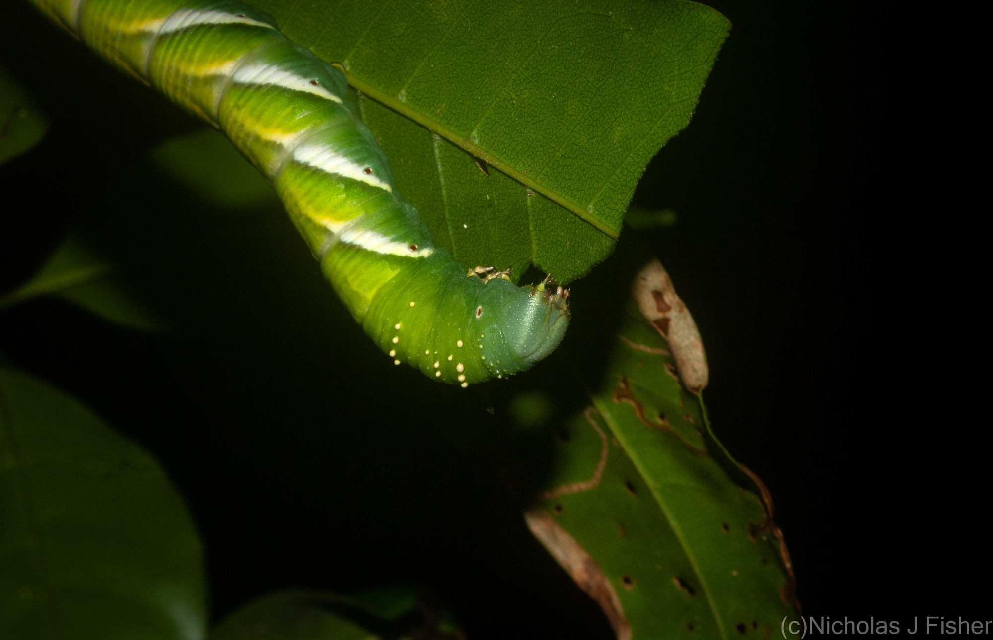 Psilogramma menephron Cramer, 1780