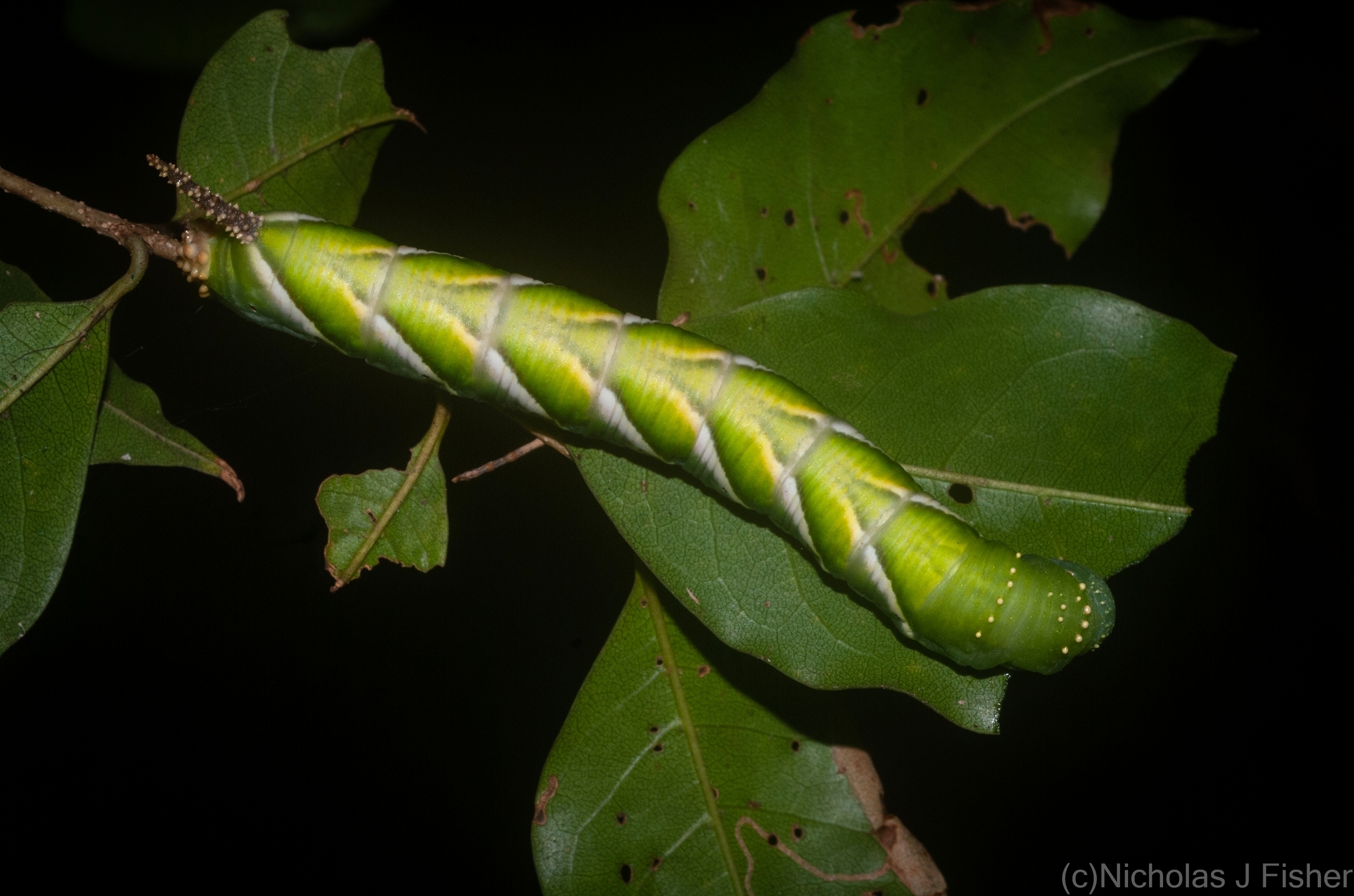 Psilogramma menephron Cramer, 1780