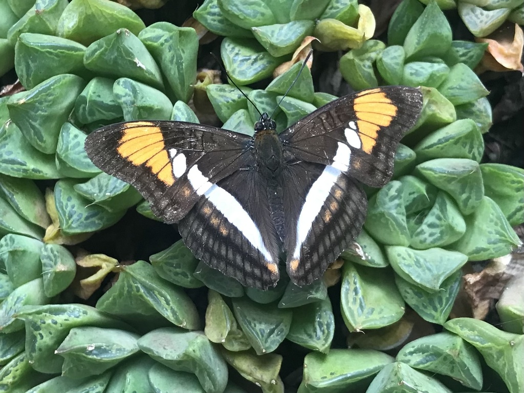 Adelpha hyas from Mariana, MG, BR on January 29, 2022 at 05:15 PM by Luciana Vetel Cruz ...