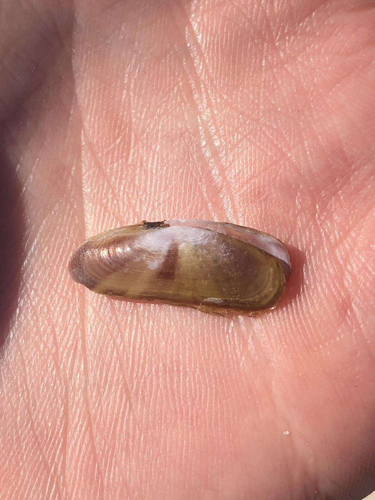 Tagelus divisus (Spengler, 1794)