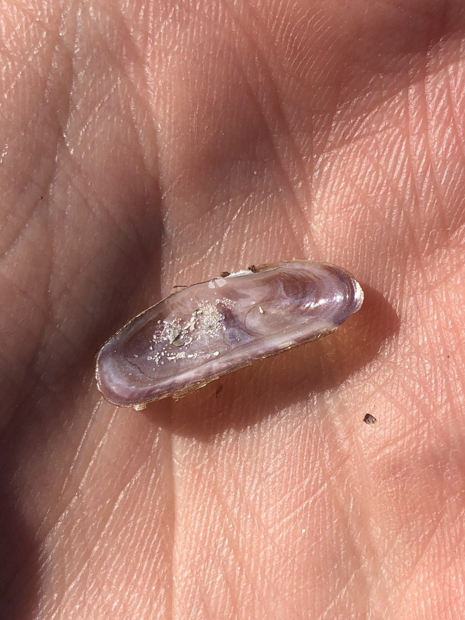 Tagelus divisus (Spengler, 1794)