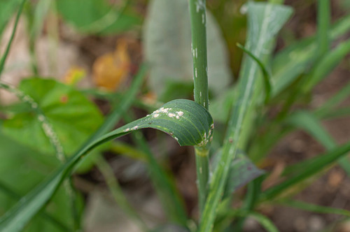 Sunflower White Rust (Pustula tragopogonis) · iNaturalist