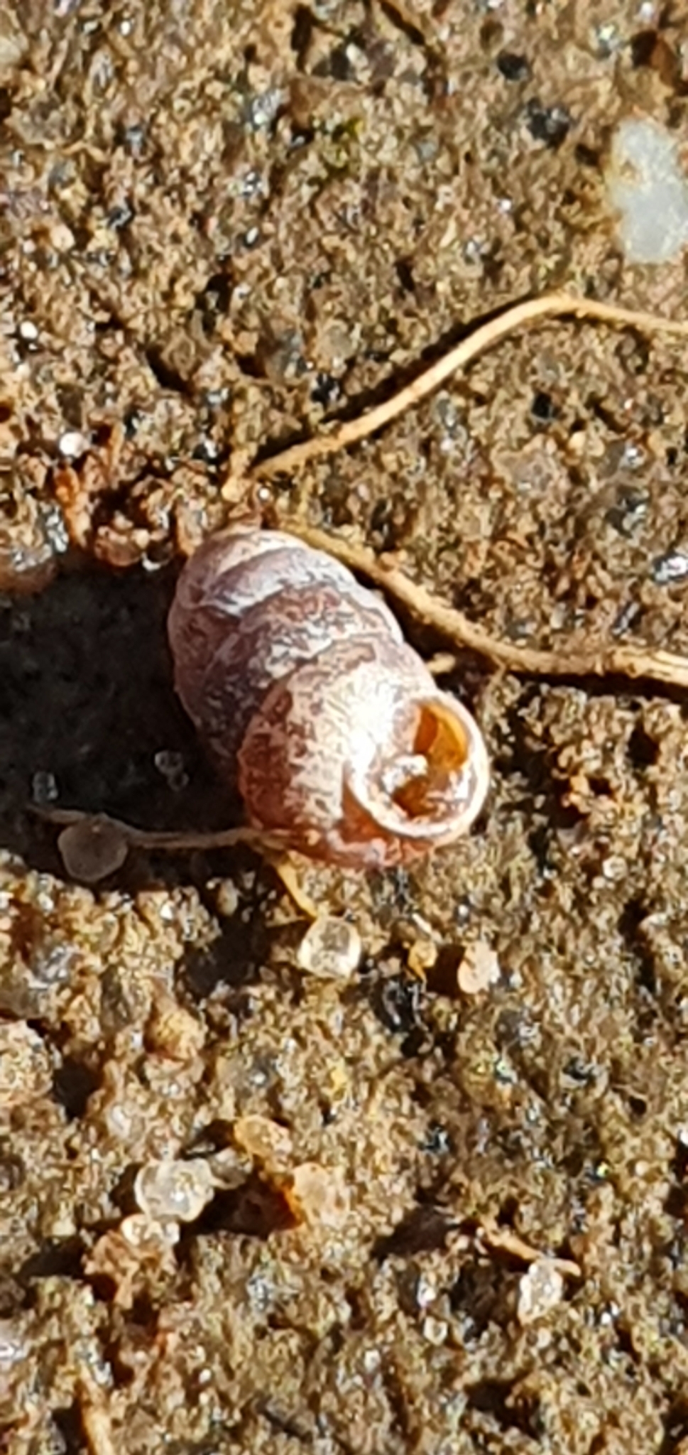 Pupilla muscorum (Linnaeus, 1758)