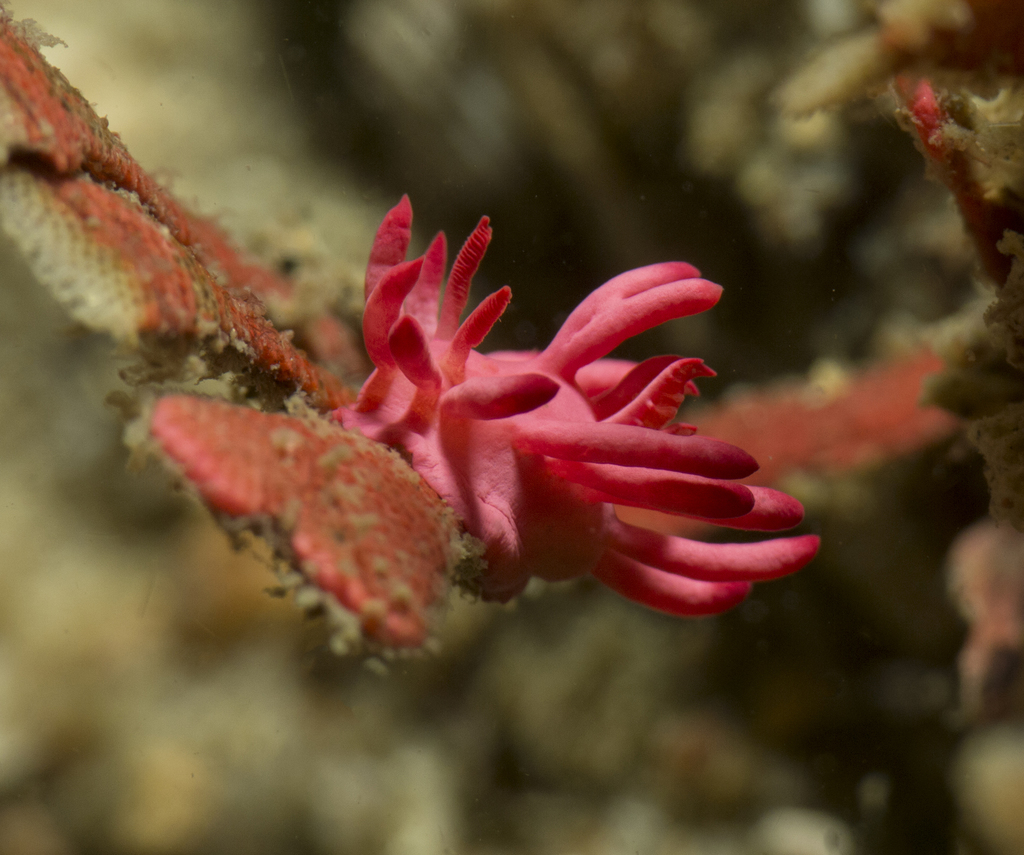 Okenia atkinsonorum (Nudibranchs of Coogee beach and surrounds ...