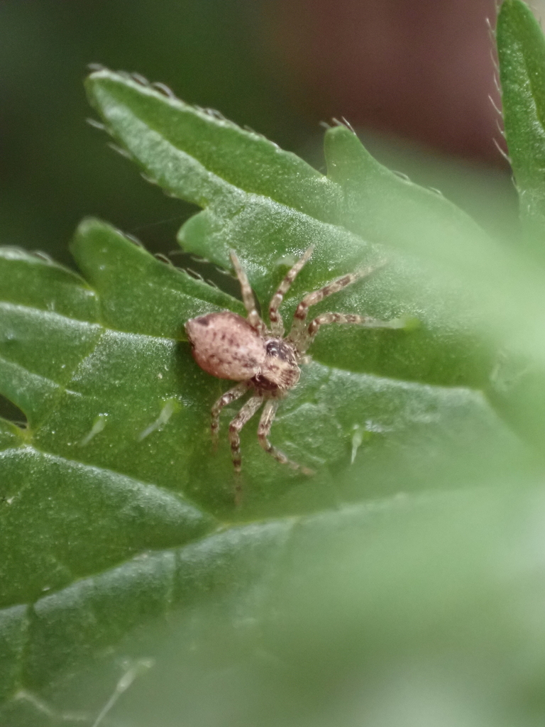 Philodromus aureolus from Paris, Île-de-France, France on March 14 ...