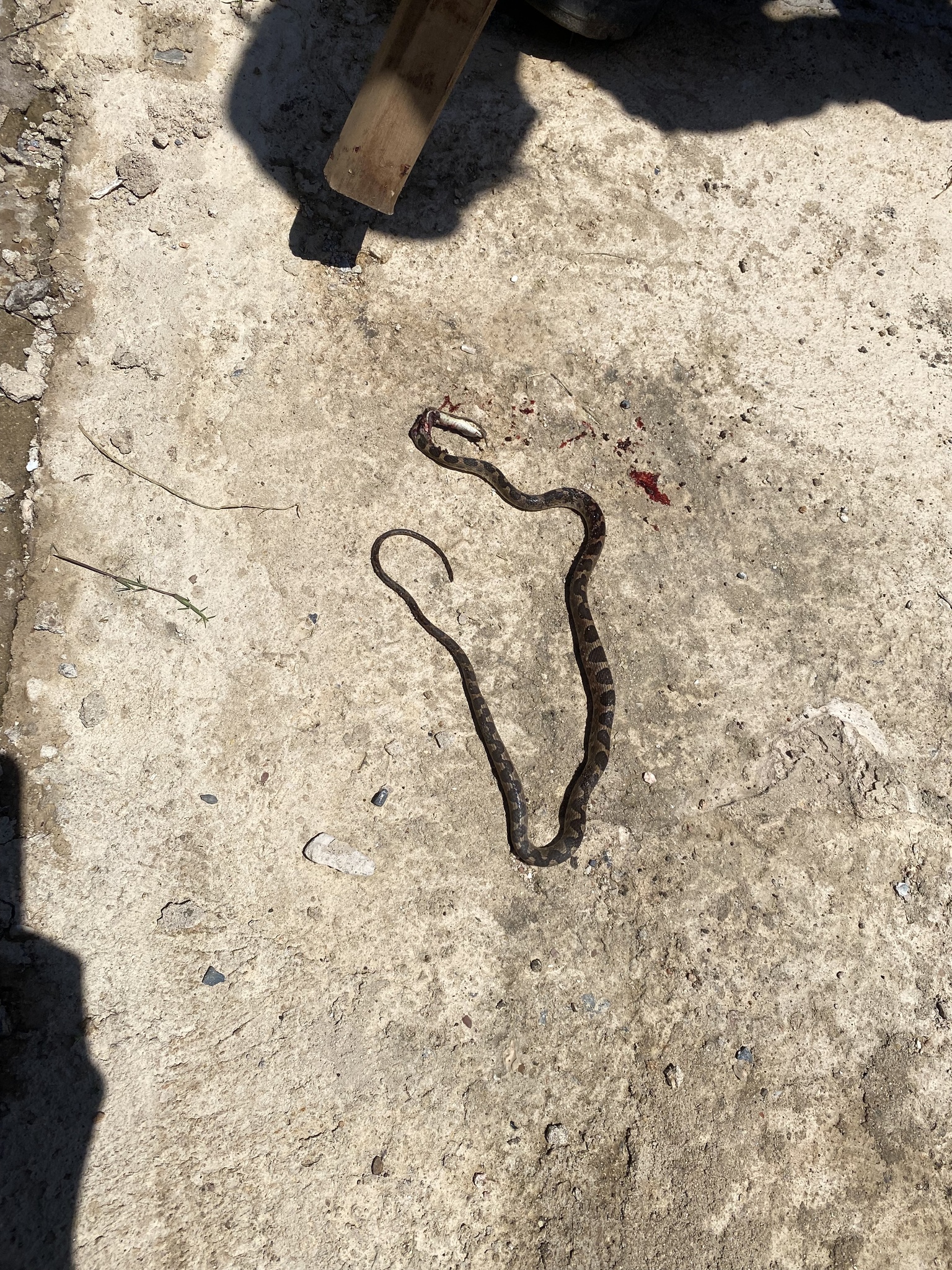 Leptodeira annulata (Linnaeus, 1758)