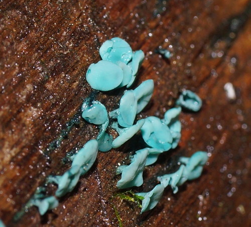 Subspecies Chlorociboria aeruginascens australis · iNaturalist