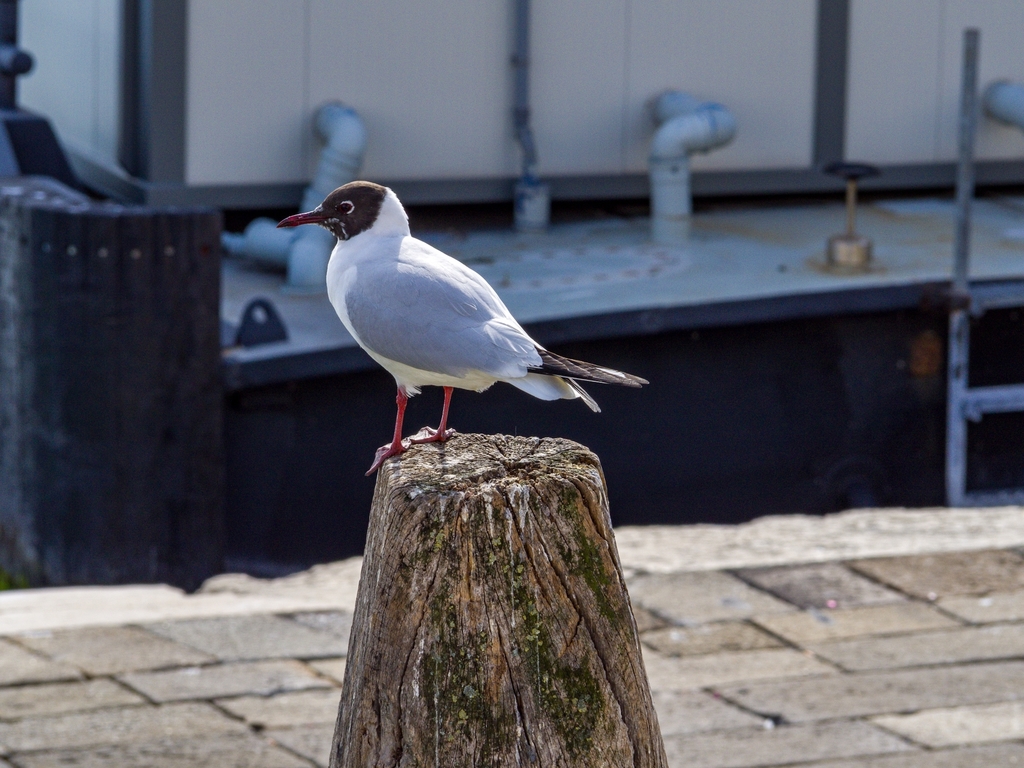 Something on February 27, 2022 at 01:33 PM by Giuseppe Buscemi ...