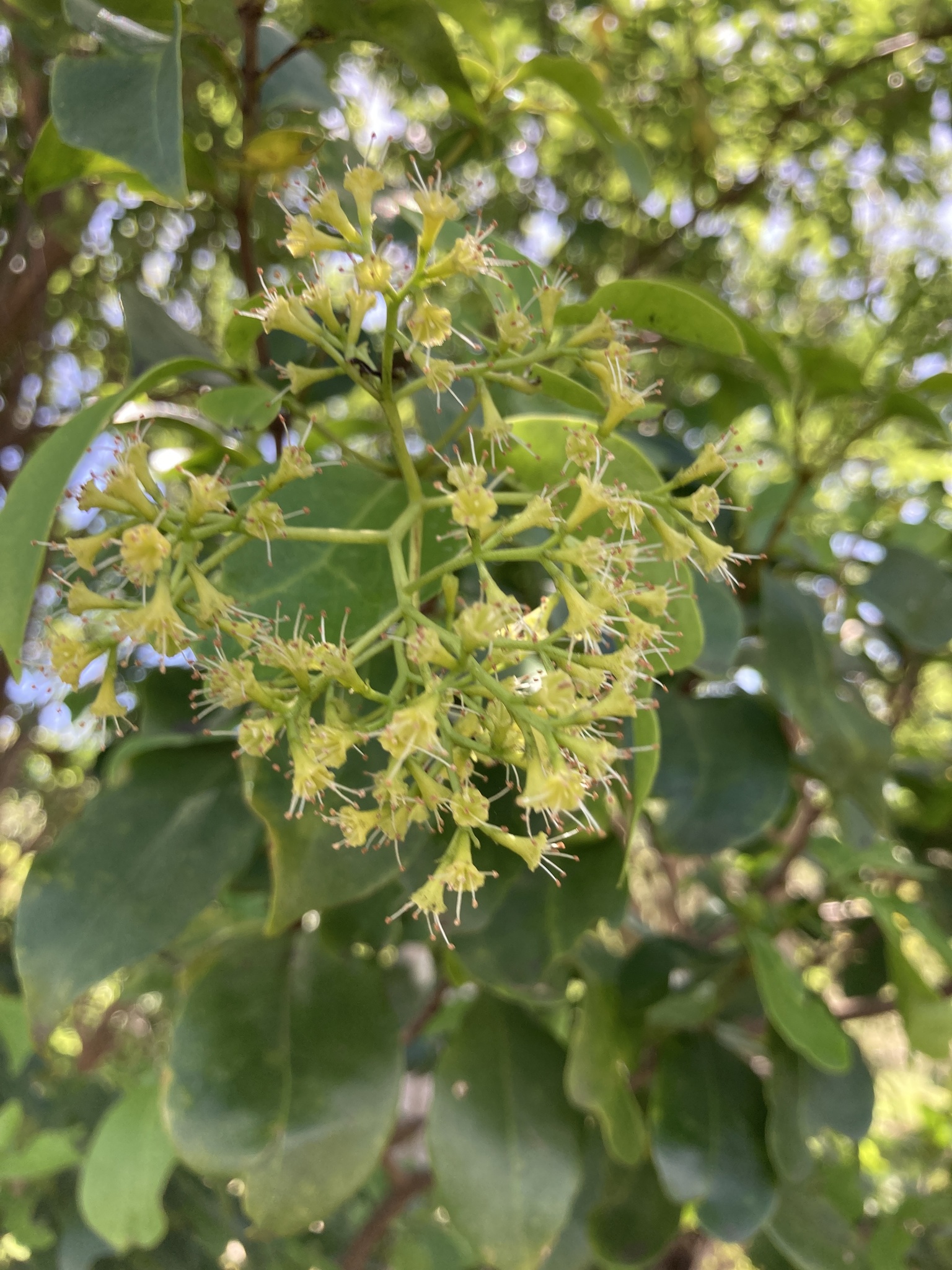 Guapira fragrans (Dum.Cours.) Little