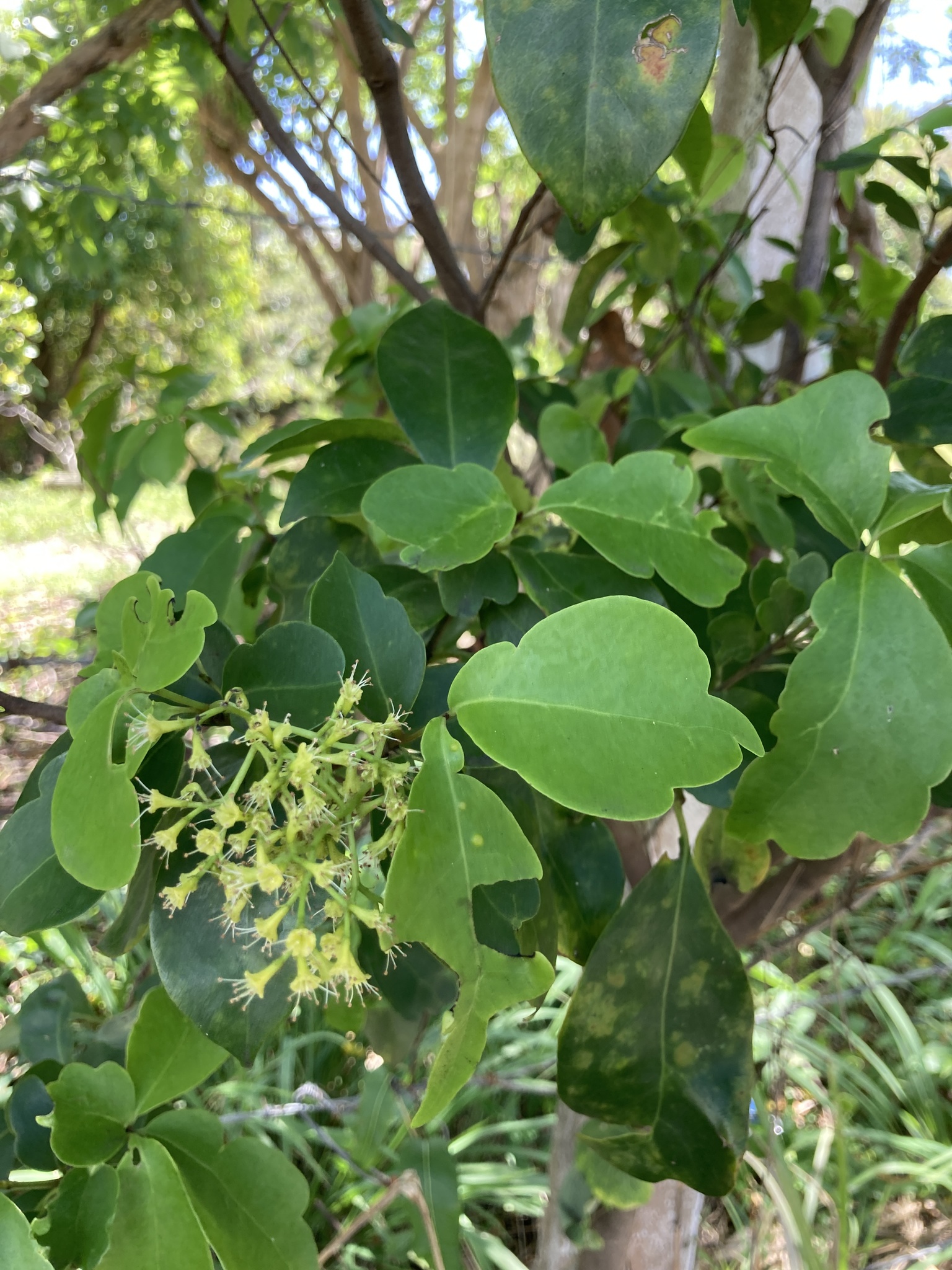 Guapira fragrans (Dum.Cours.) Little