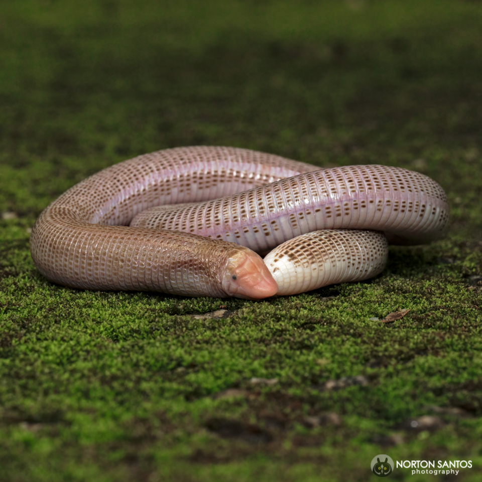 Typical Worm Lizards (Amphisbaenidae) - Snakes and Lizards