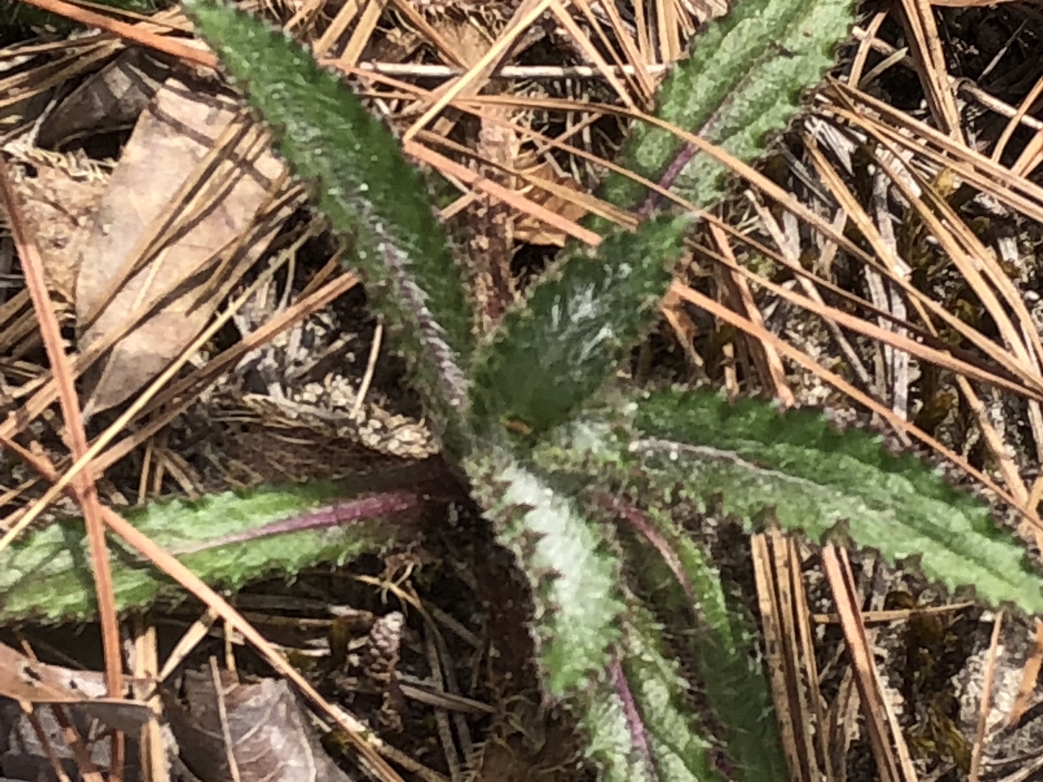 Cirsium repandum Michx.