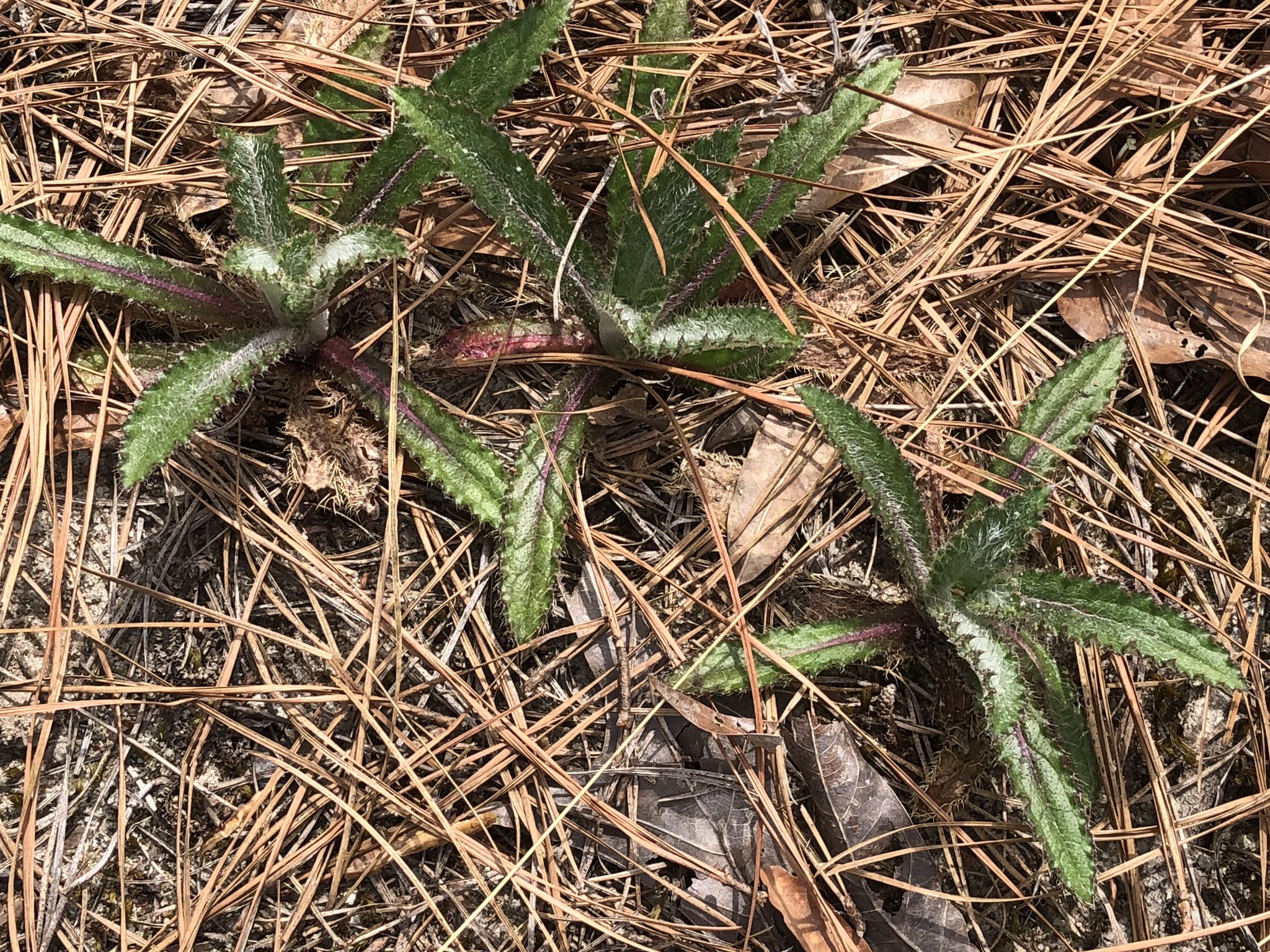 Cirsium repandum Michx.